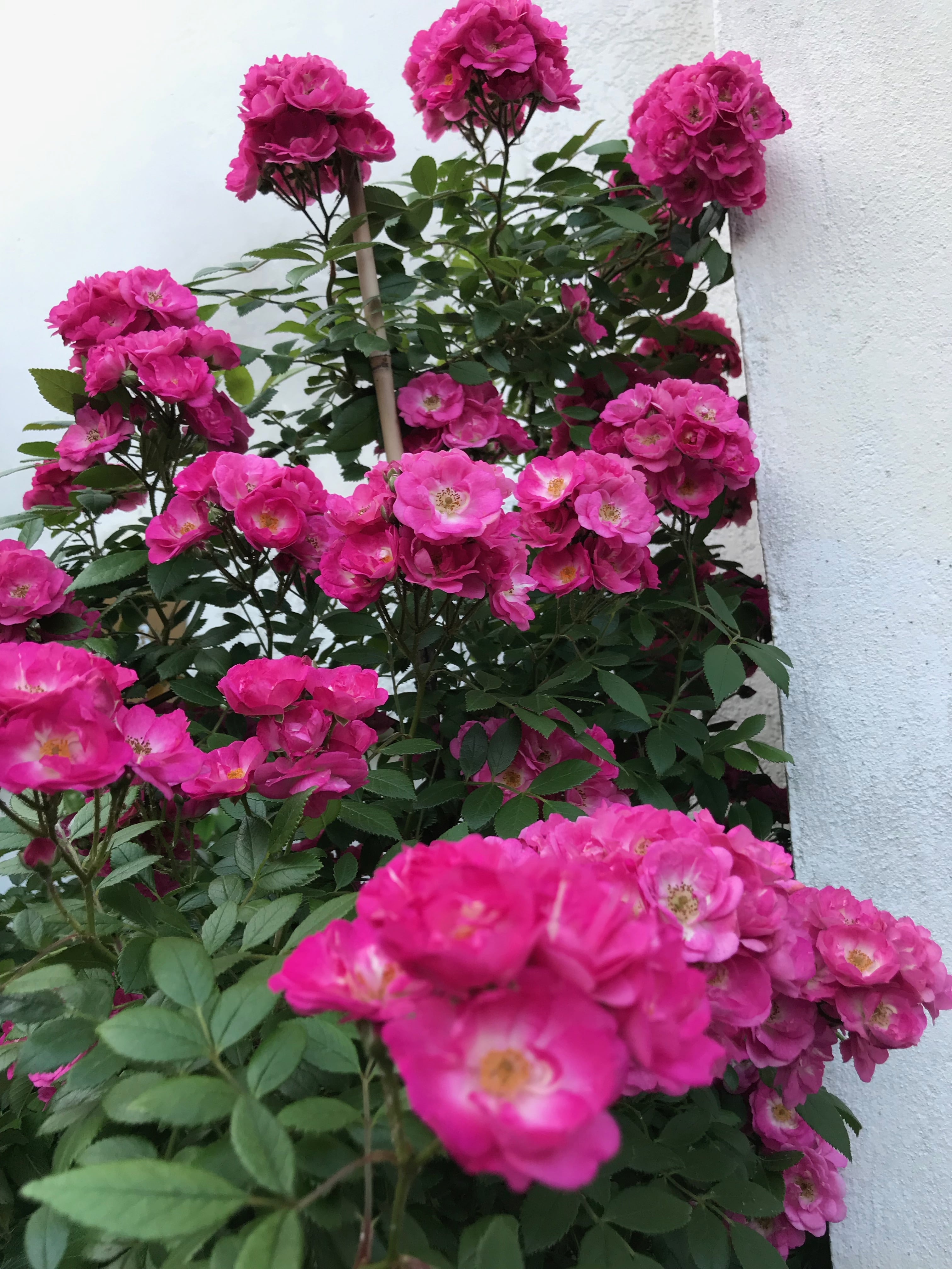 Willkommen in meinem Rosengarten - sugar&rose